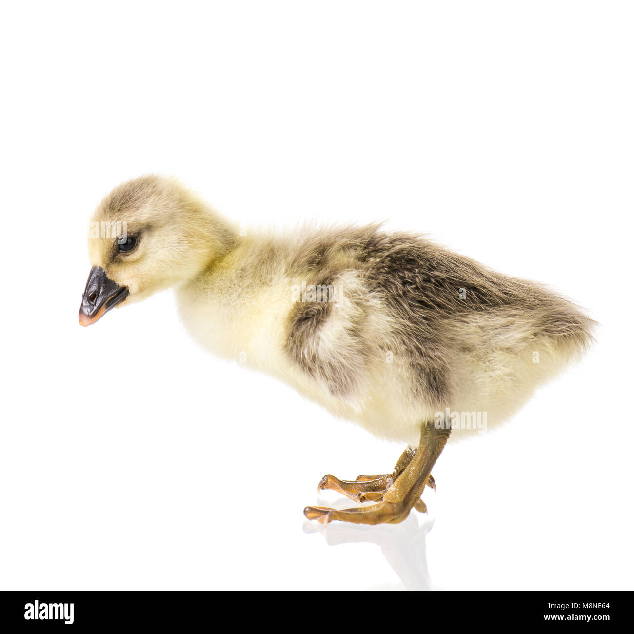 Cute little newborn fluffy gosling. One young goose isolated on a white ...