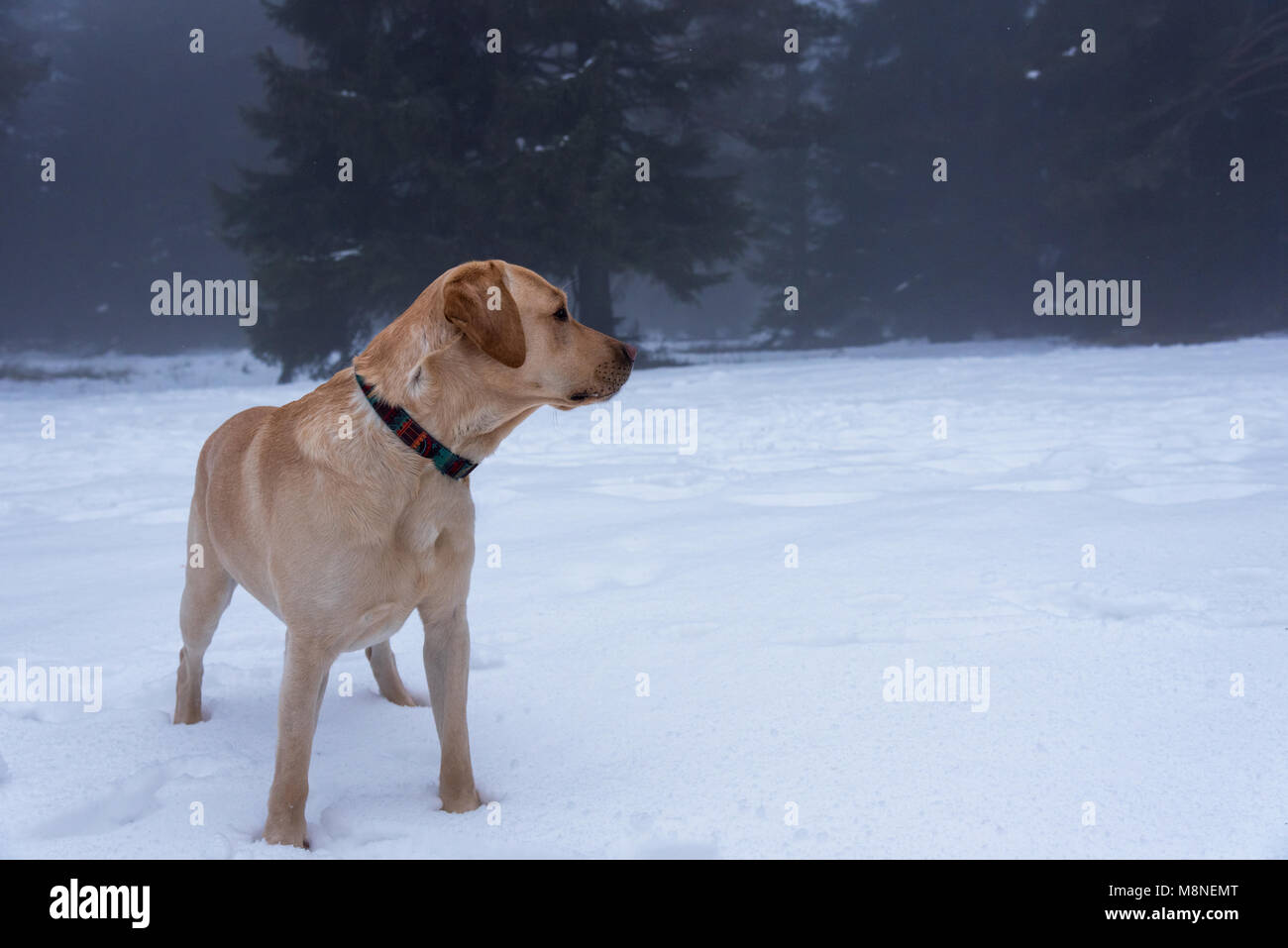 Labrador retriever puppy dog in the winter Stock Photo - Alamy
