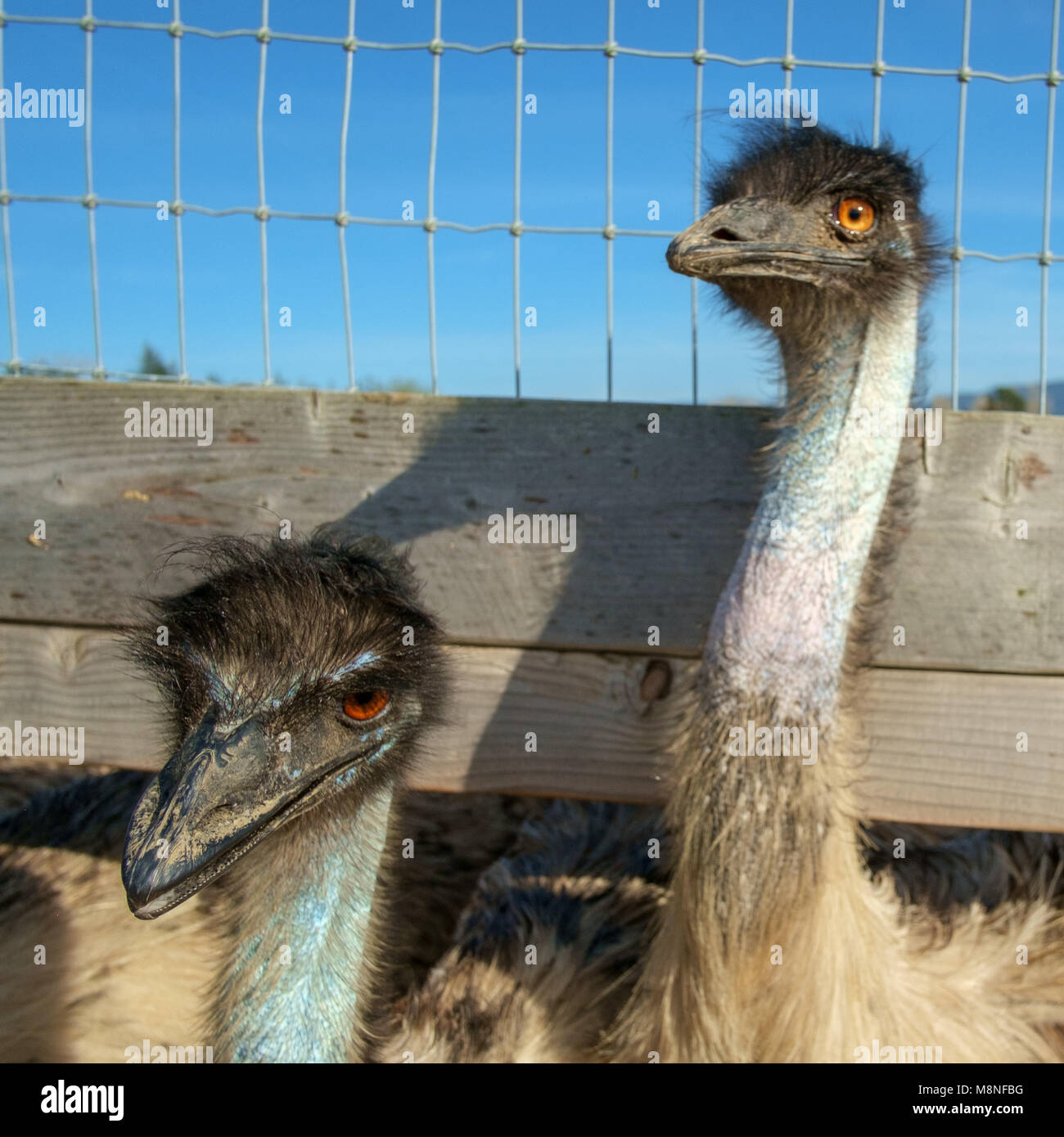 Two emus at an ostrich farm in California Stock Photo - Alamy