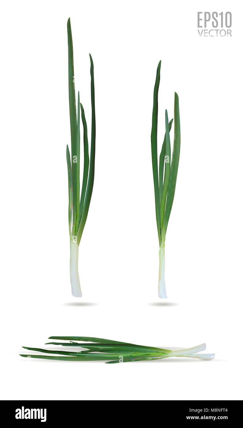 Onion bulb leaves isolated Stock Vector Images - Alamy