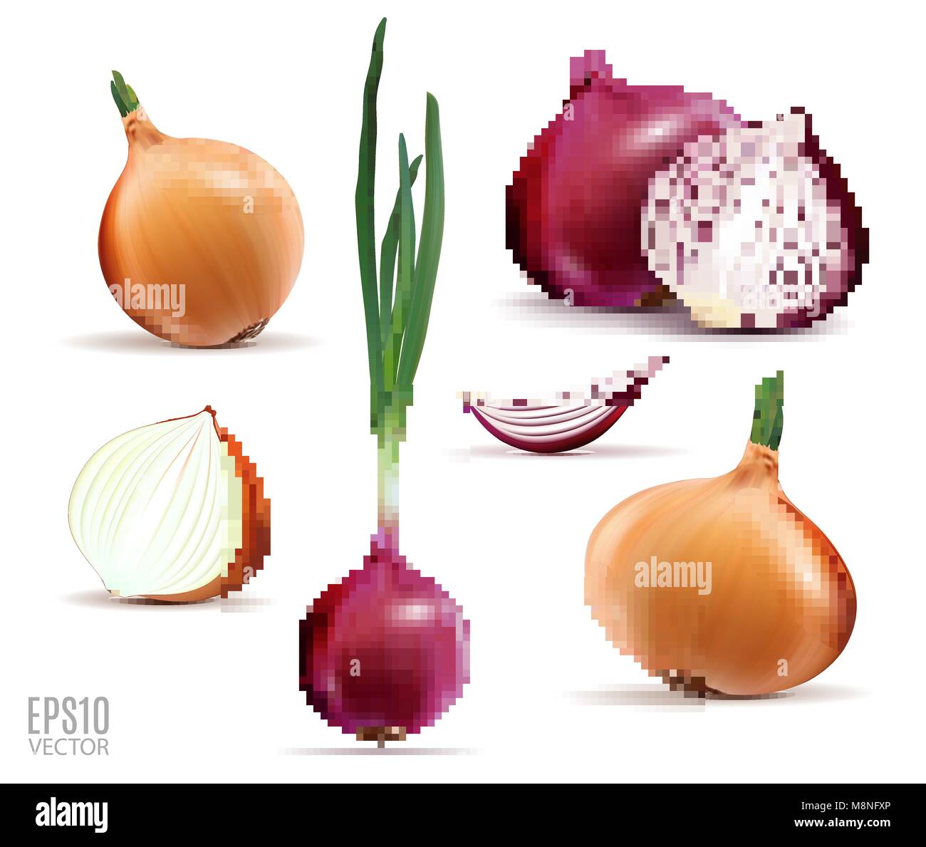 Vector collection of onions with slices isolated on white. Realistic 3d ...
