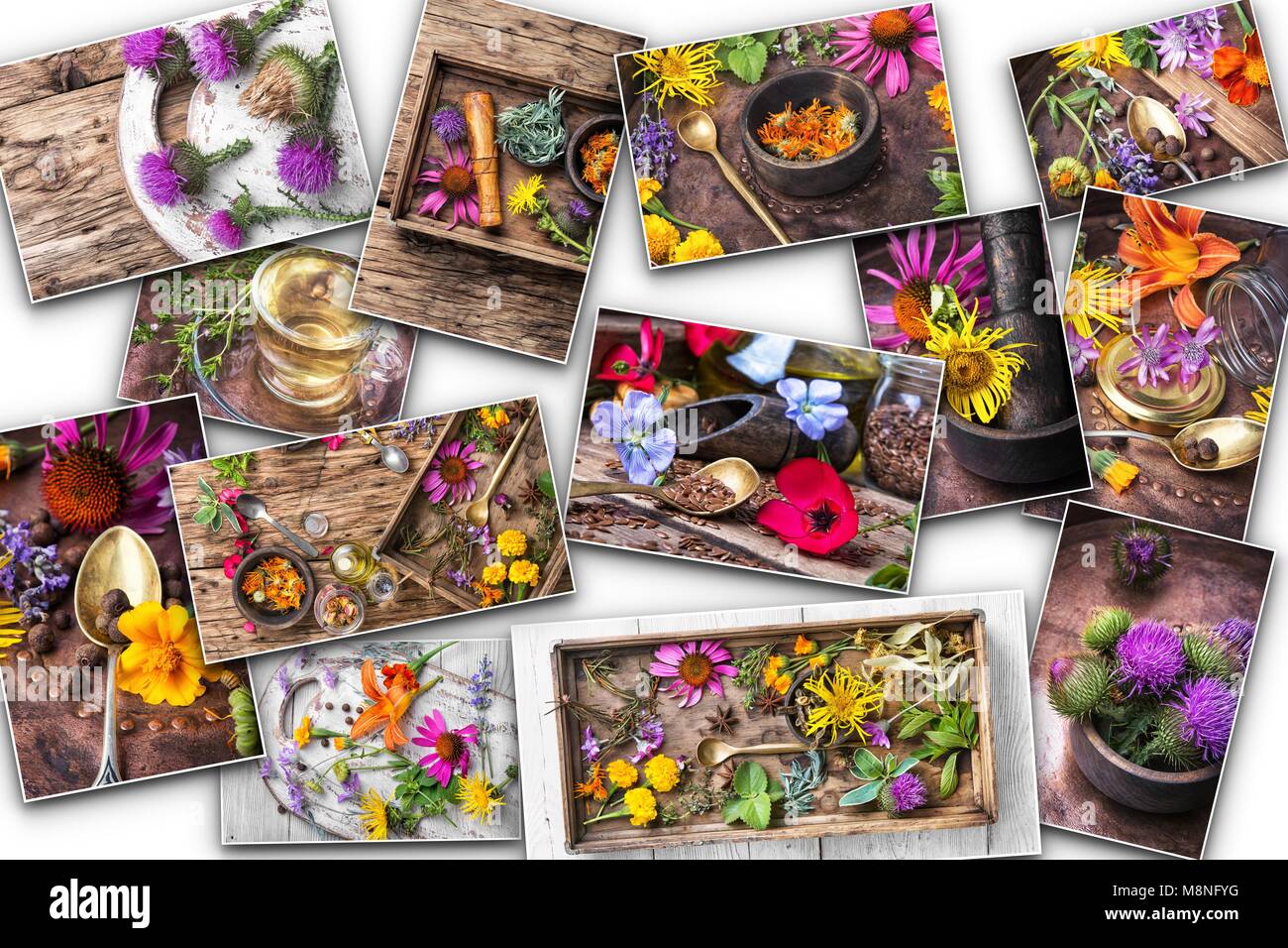 Collage with large assortment of medicinal herb and plants.Herbal ...