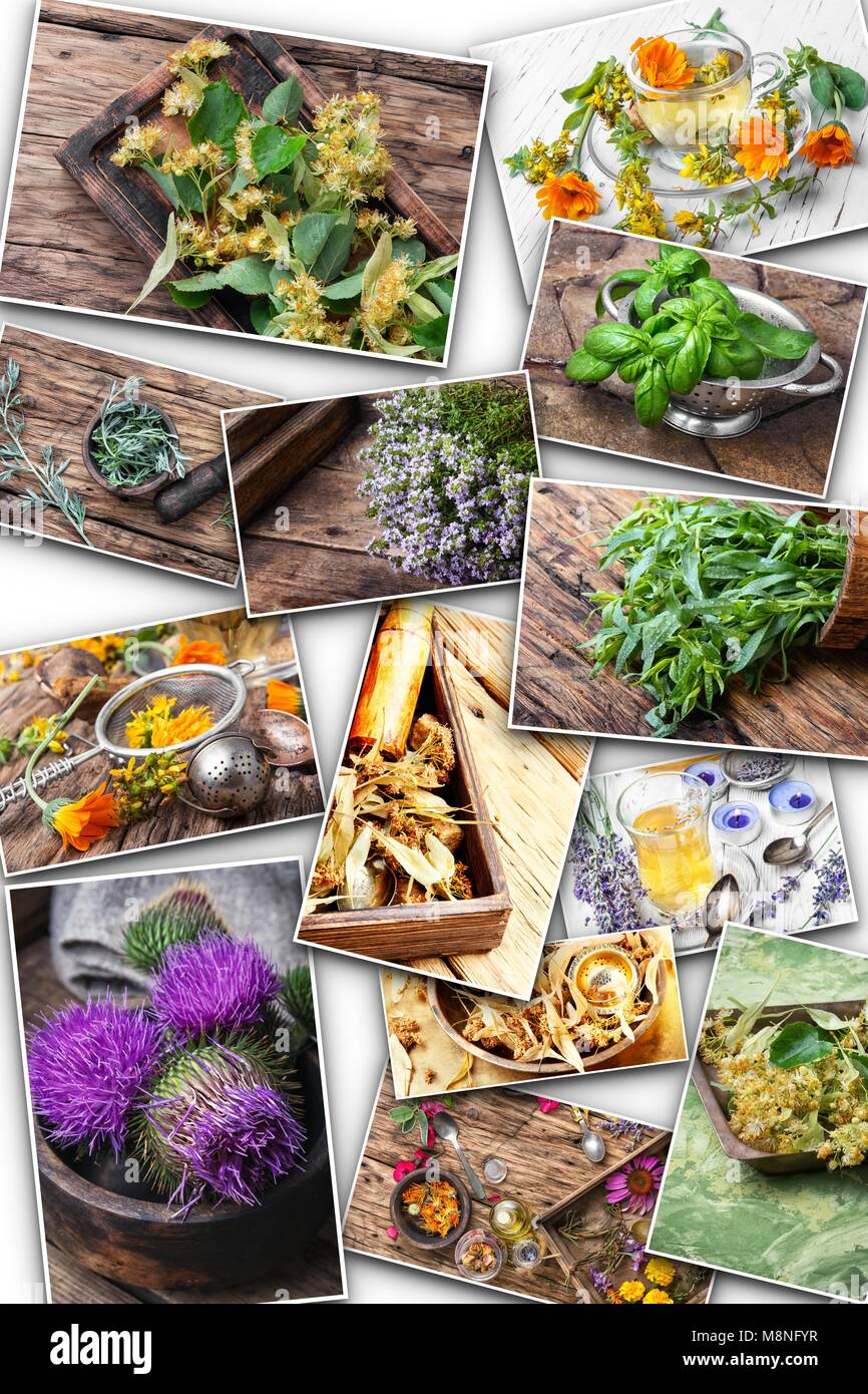 Collage with large assortment of medicinal herb and plants.Herbal ...
