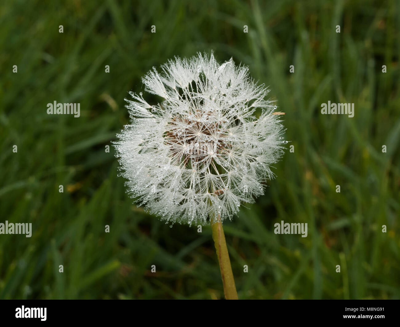 Dandelion seed head covered in dew Stock Photo - Alamy