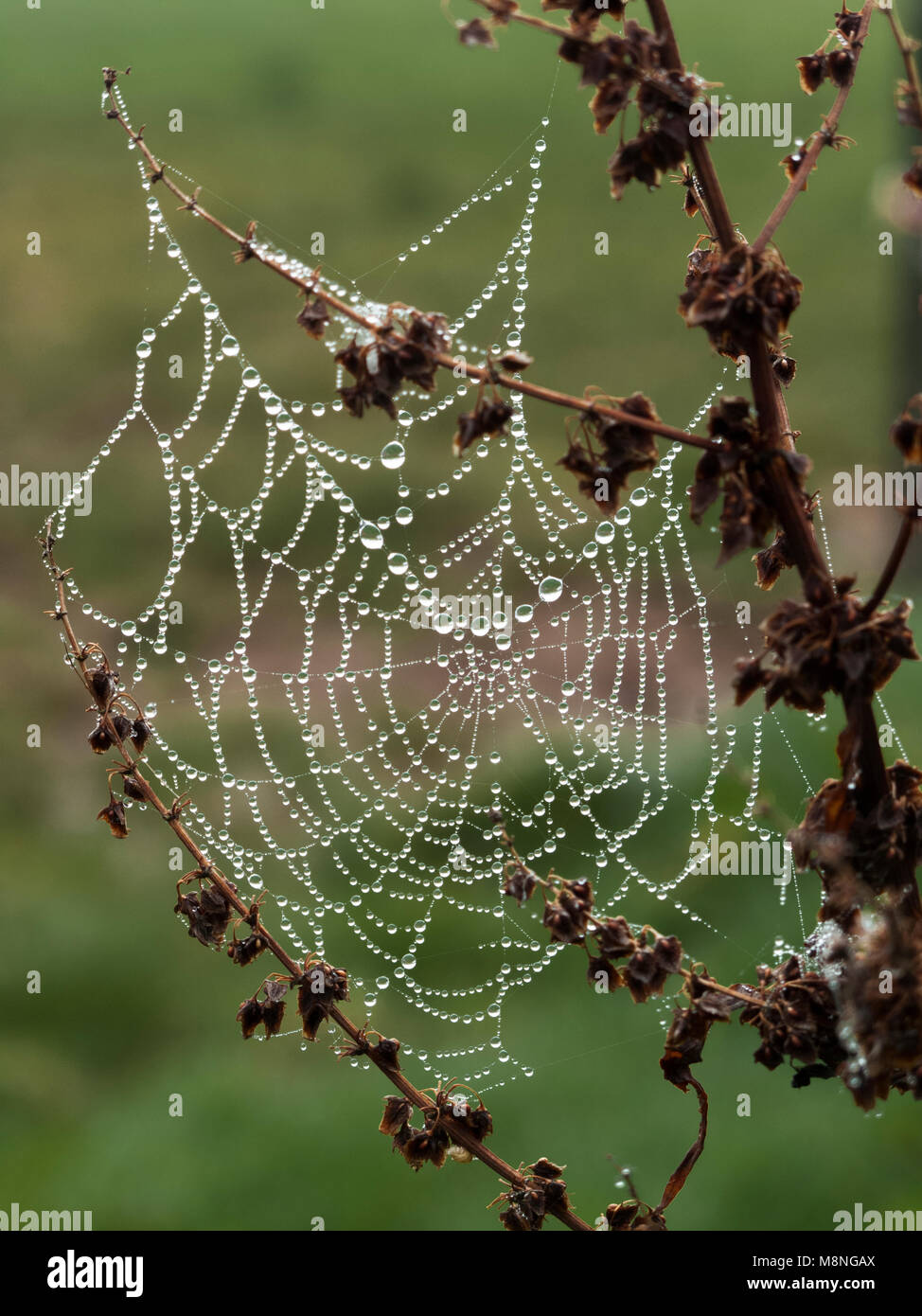 Spider web covered in dew Stock Photo - Alamy