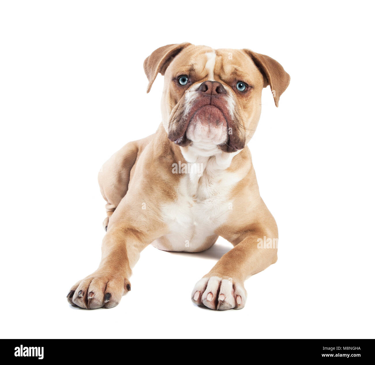 a young english bulldog from the front, white background Stock Photo ...