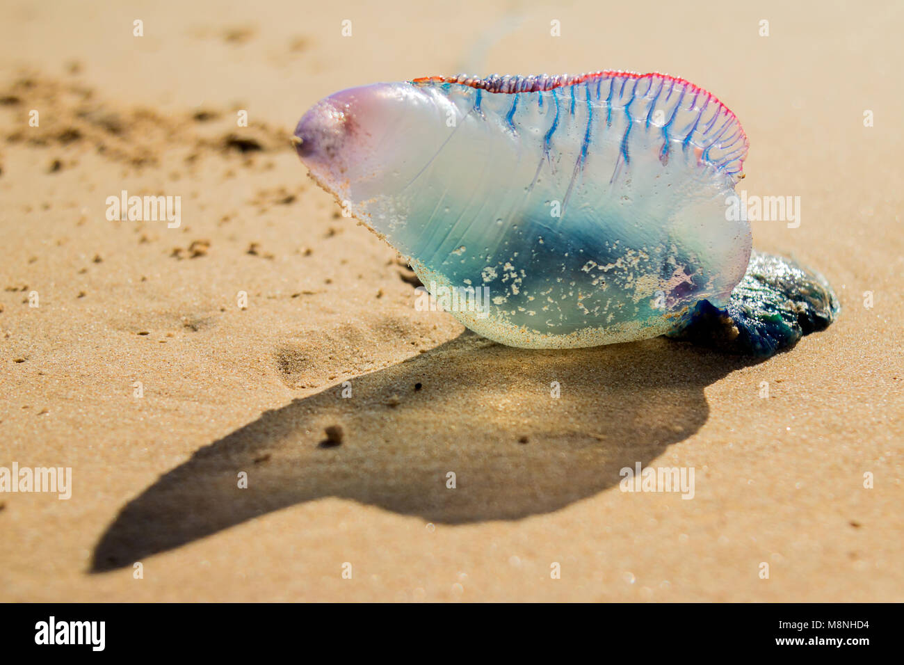 Portuguese Boat, Jellyfish. Physalia physalis Stock Photo - Alamy