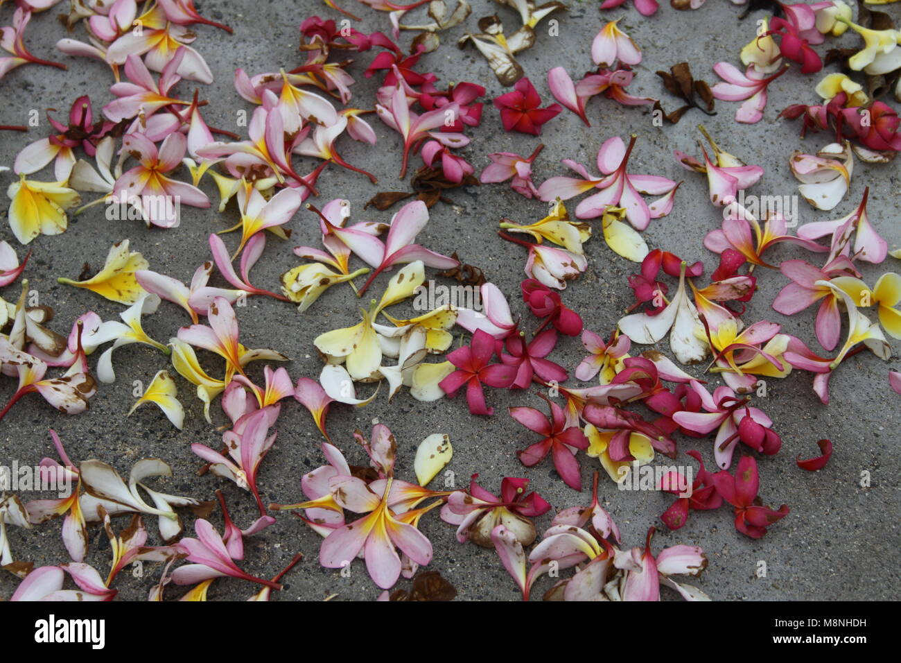 Beautiful Frangi pani flowers drying in the sun Stock Photo - Alamy