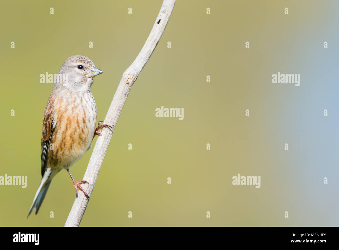 Pardillo comun hi-res stock photography and images - Alamy