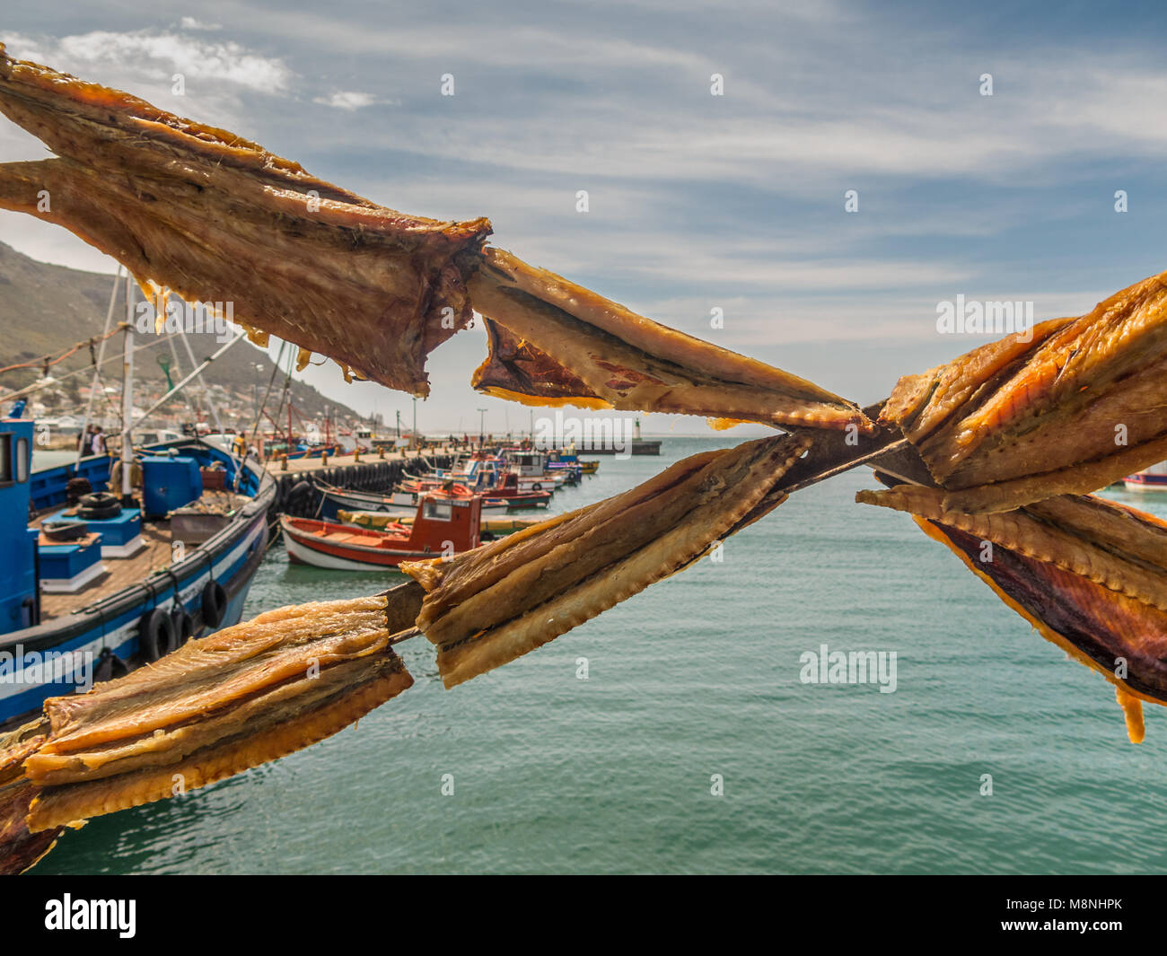 Sea snoek hi-res stock photography and images - Alamy