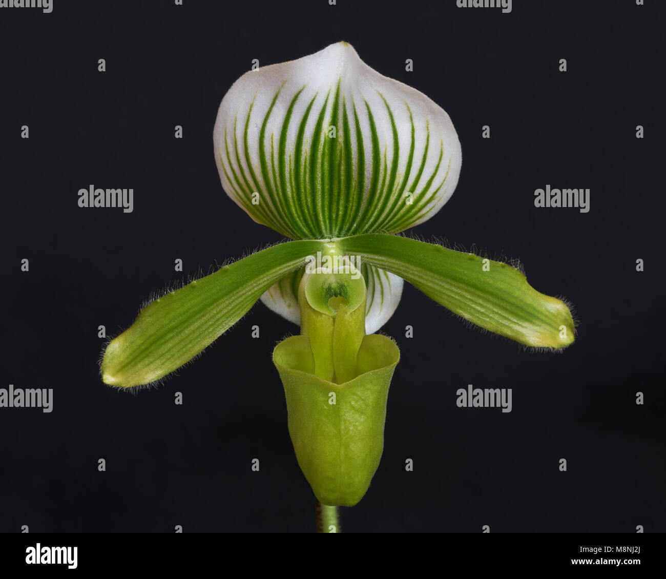 Striped orchid hi-res stock photography and images - Alamy