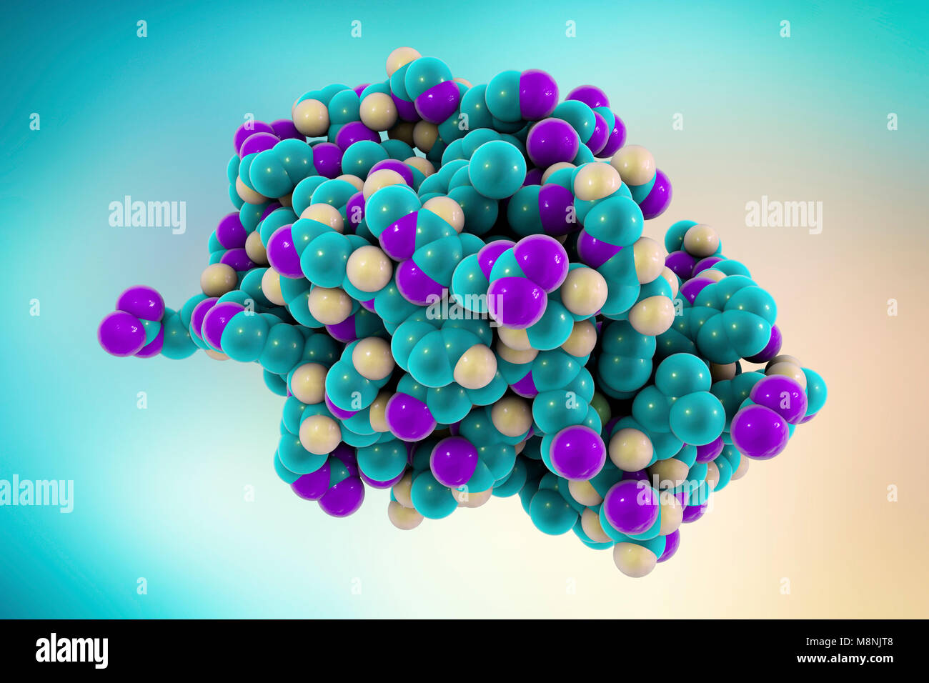 Lysozyme molecule, computer illustration. Lysozymes are enzymes found ...