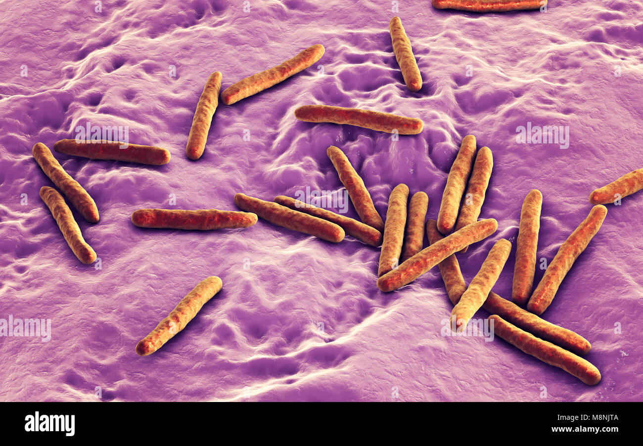 Tuberculosis bacteria. Computer illustration of Mycobacterium ...