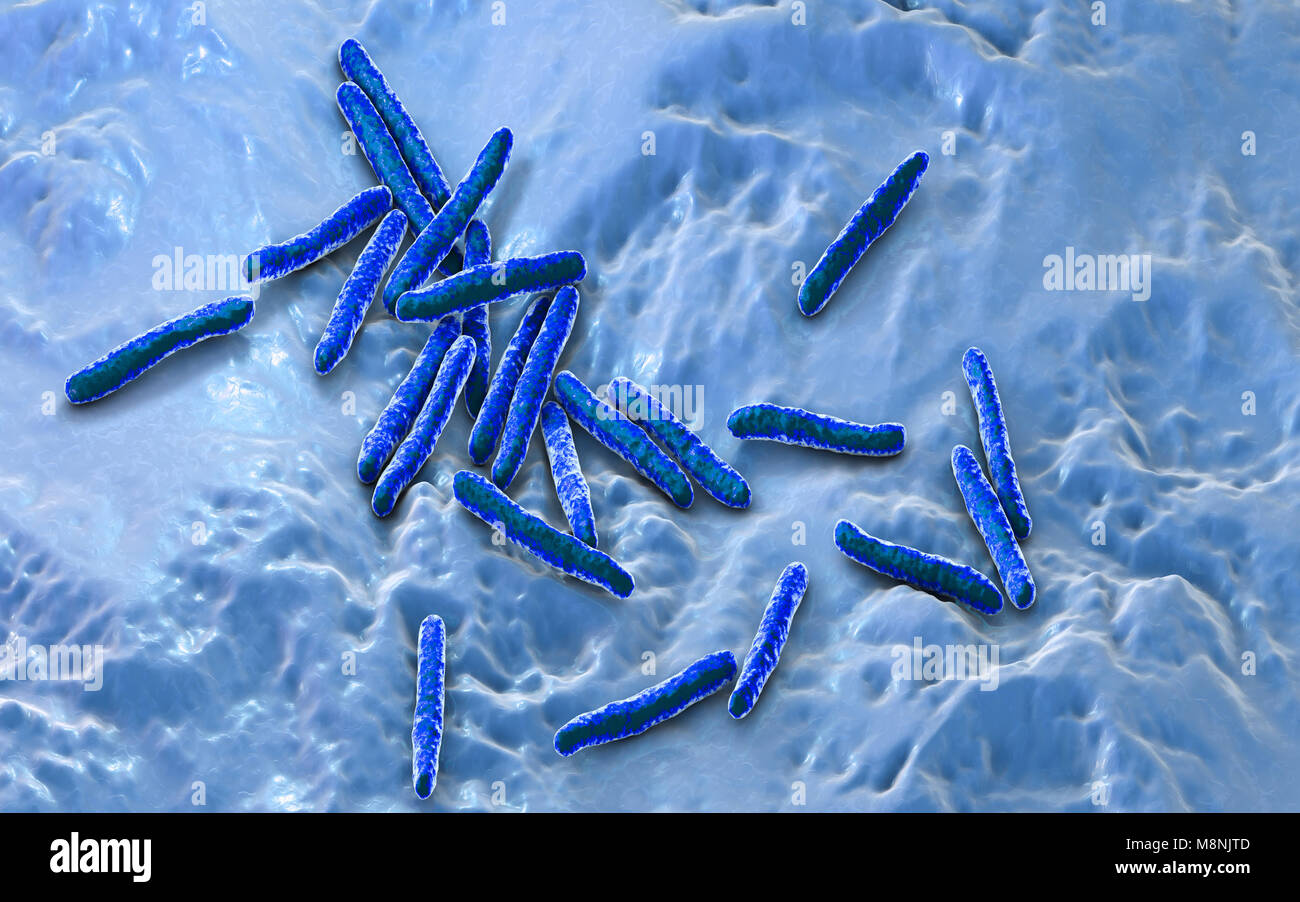 Tuberculosis bacteria. Computer illustration of Mycobacterium tuberculosis bacteria, the Gram ...
