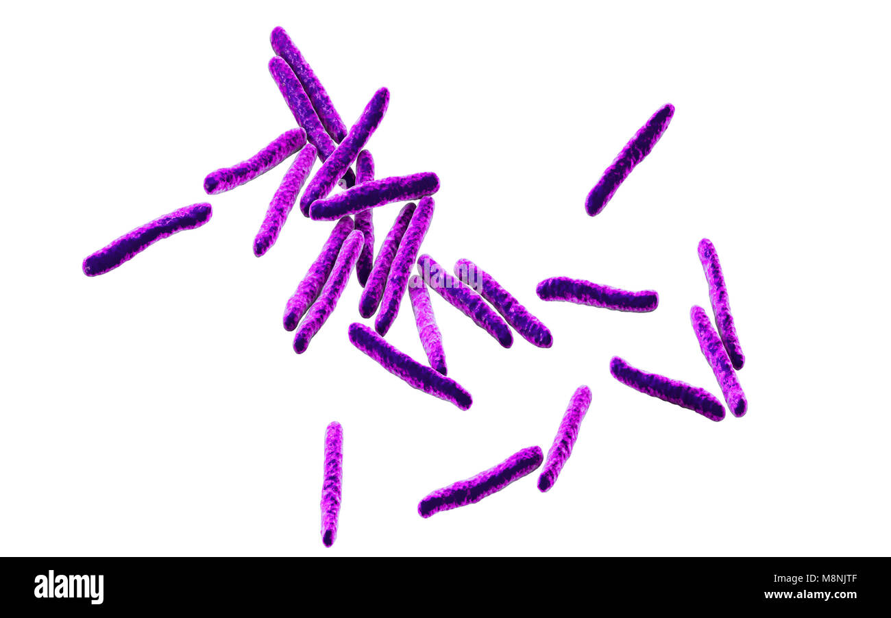 Tuberculosis bacteria. Computer illustration of Mycobacterium tuberculosis bacteria, the Gram ...