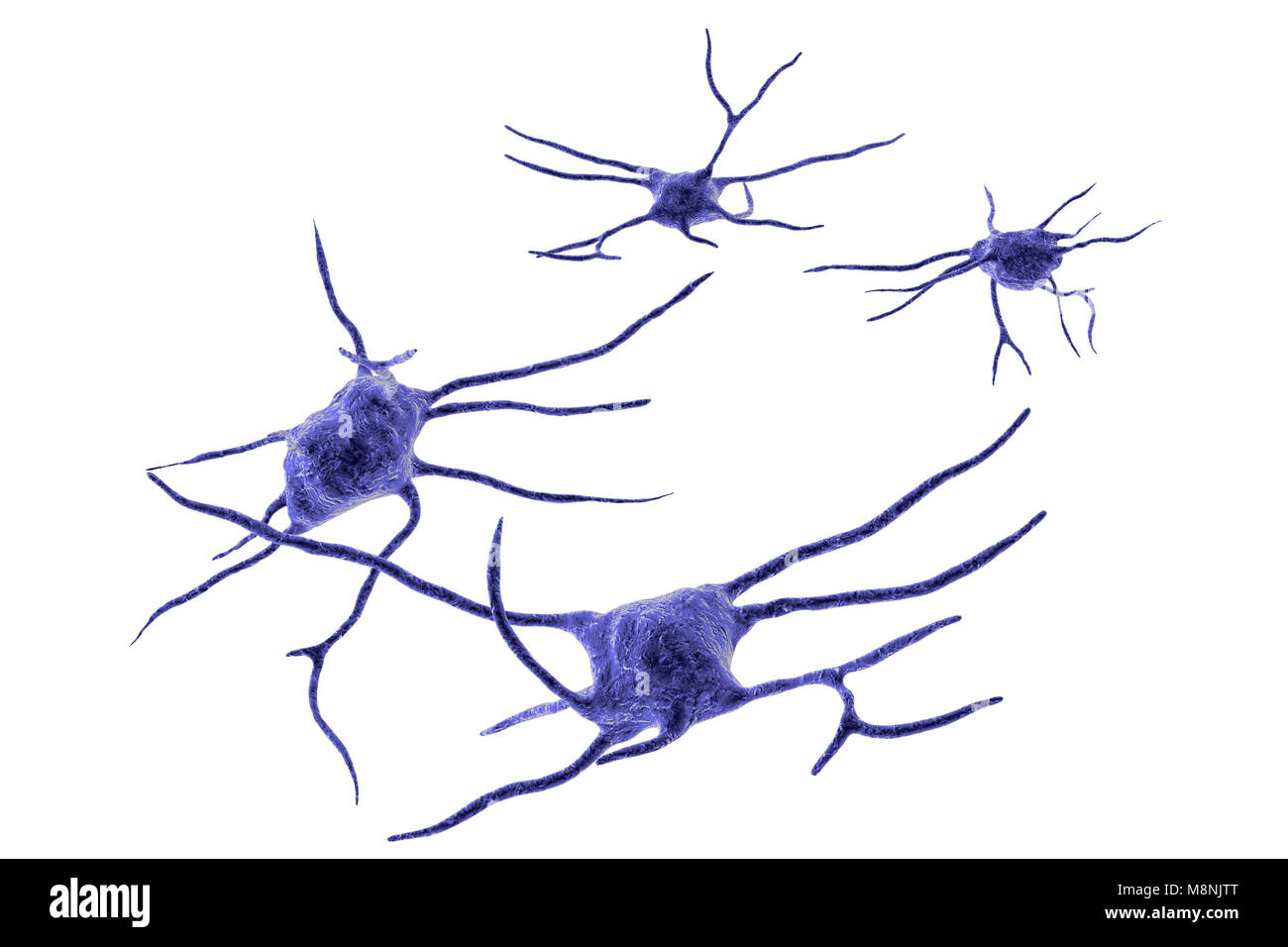 Nerve cells. Computer illustration of nerve cells, or neurons Stock ...
