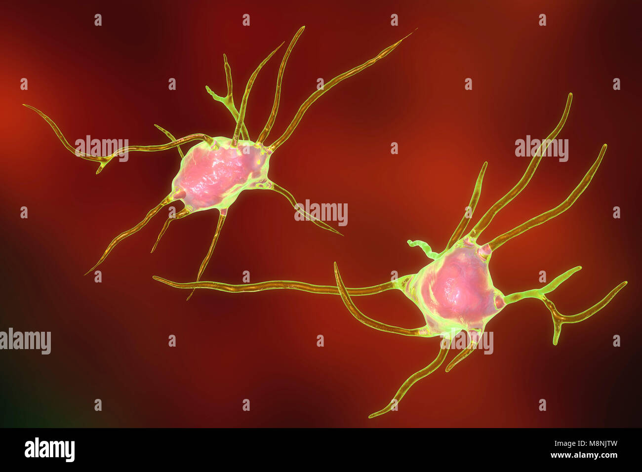 Nerve cells. Computer illustration of nerve cells, or neurons Stock ...