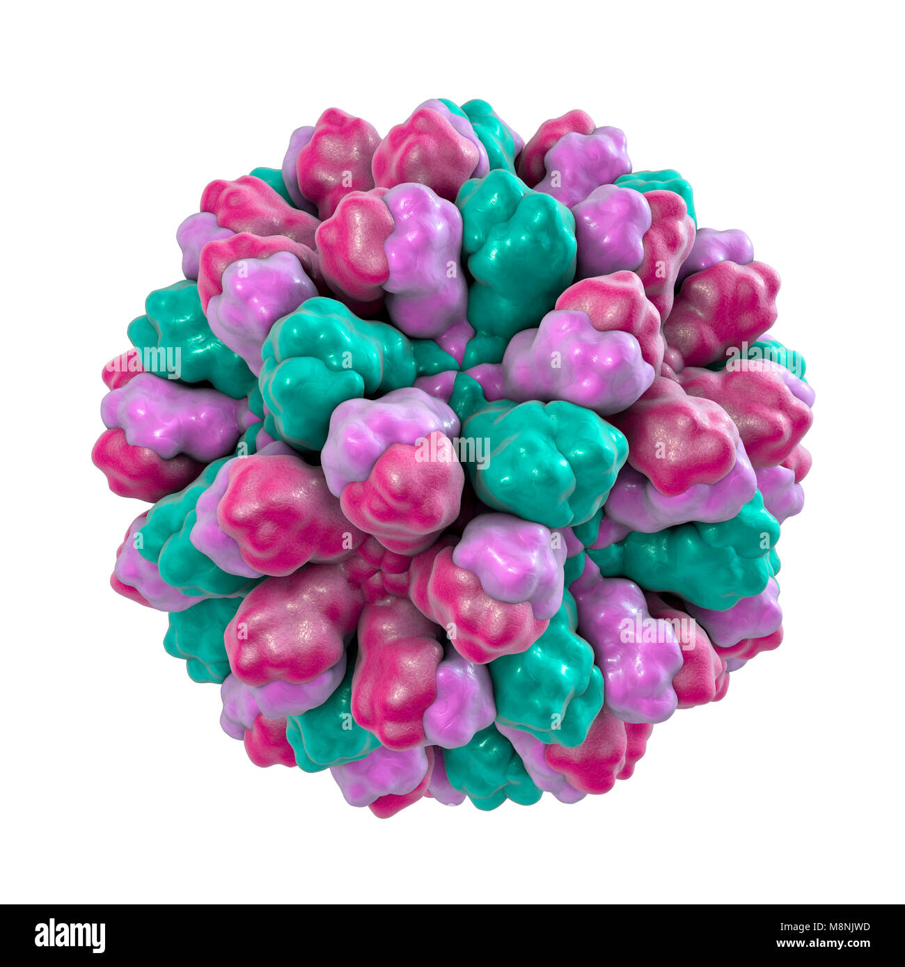 Calicivirus hi-res stock photography and images - Alamy