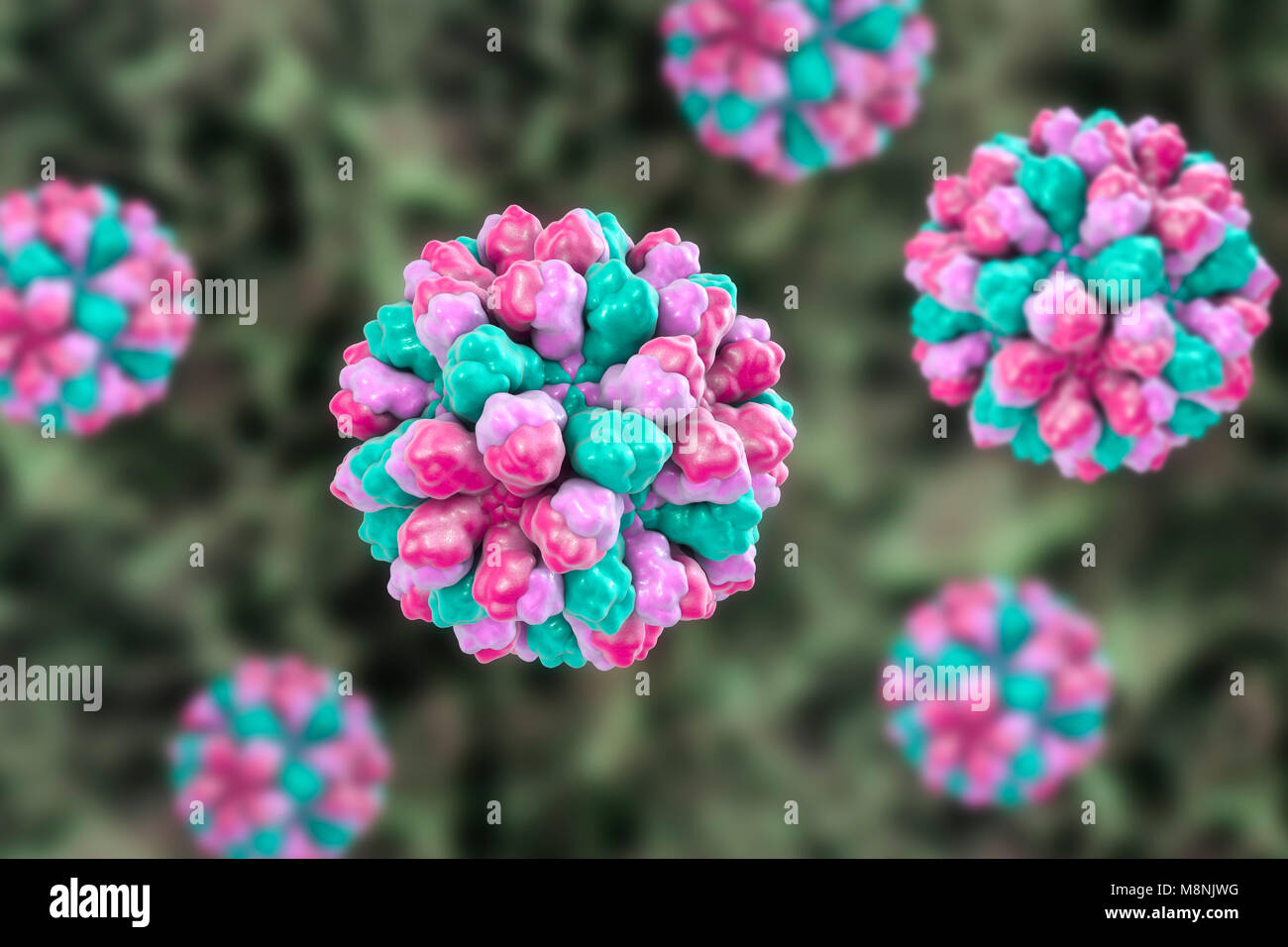 Caliciviridae family hi-res stock photography and images - Alamy