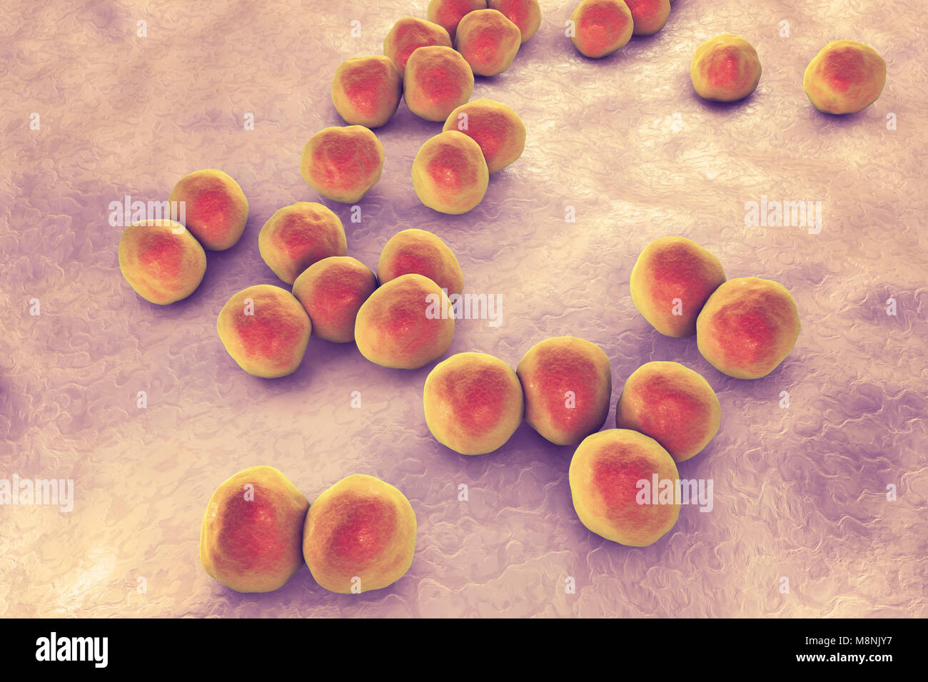 Veillonella bacteria, computer illustration. Veillonella are Gram ...