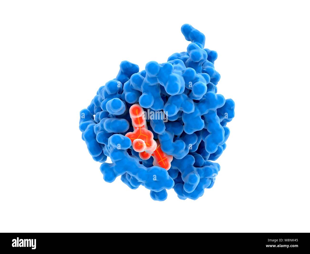 Activated Ras protein, illustration. The activated form of Ras contains ...
