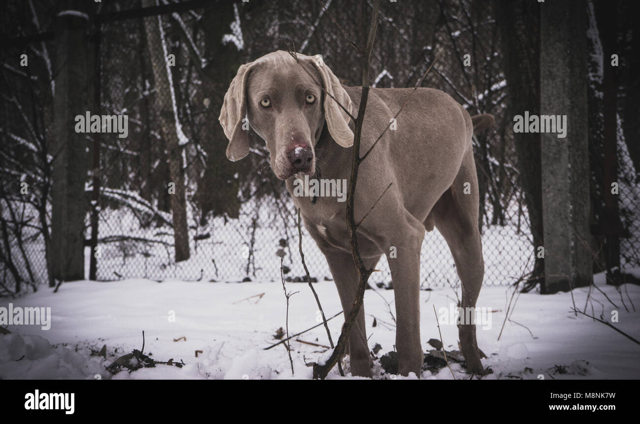 walking dog in the forest Stock Photo - Alamy