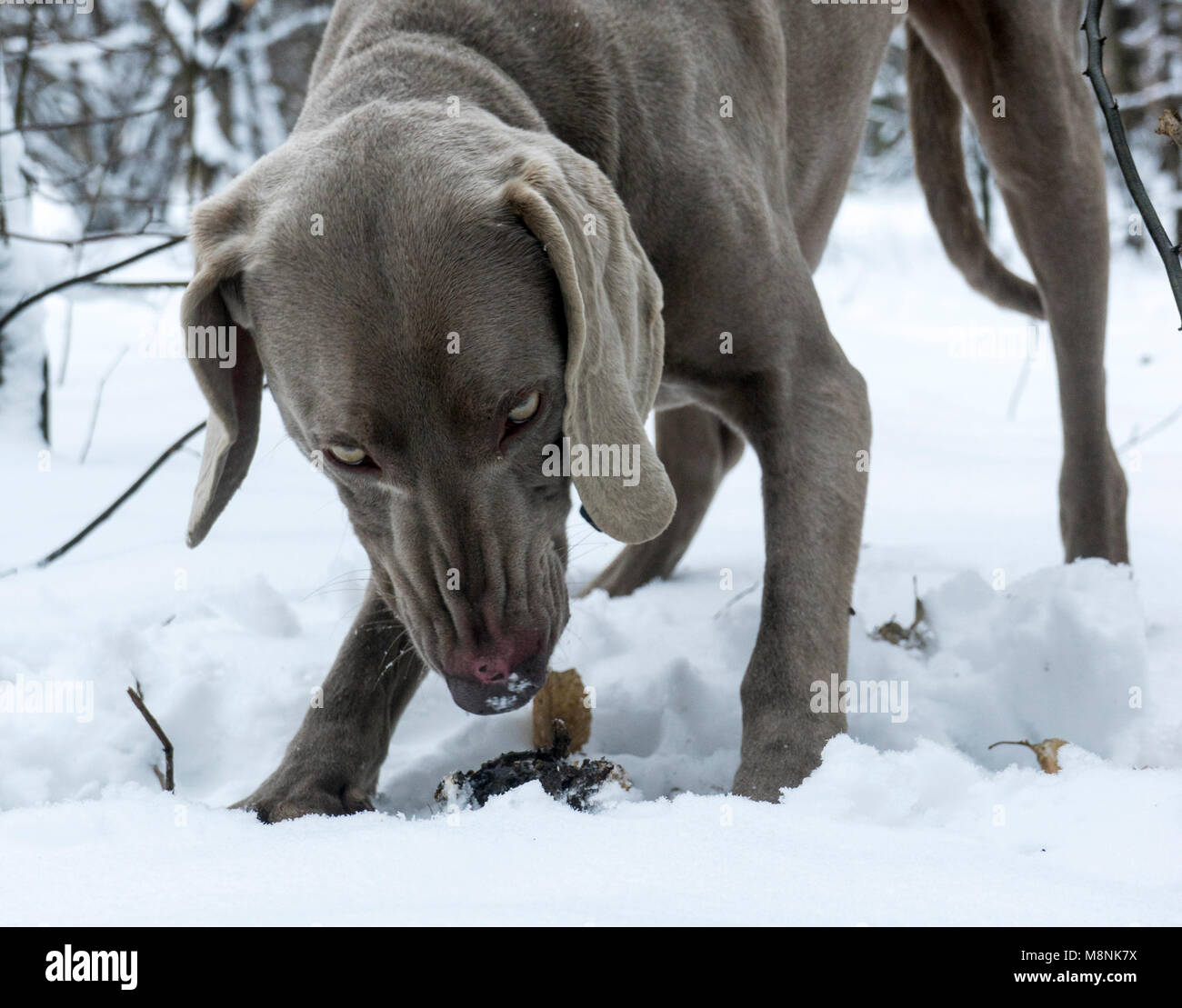 Angry female dog hi-res stock photography and images - Alamy