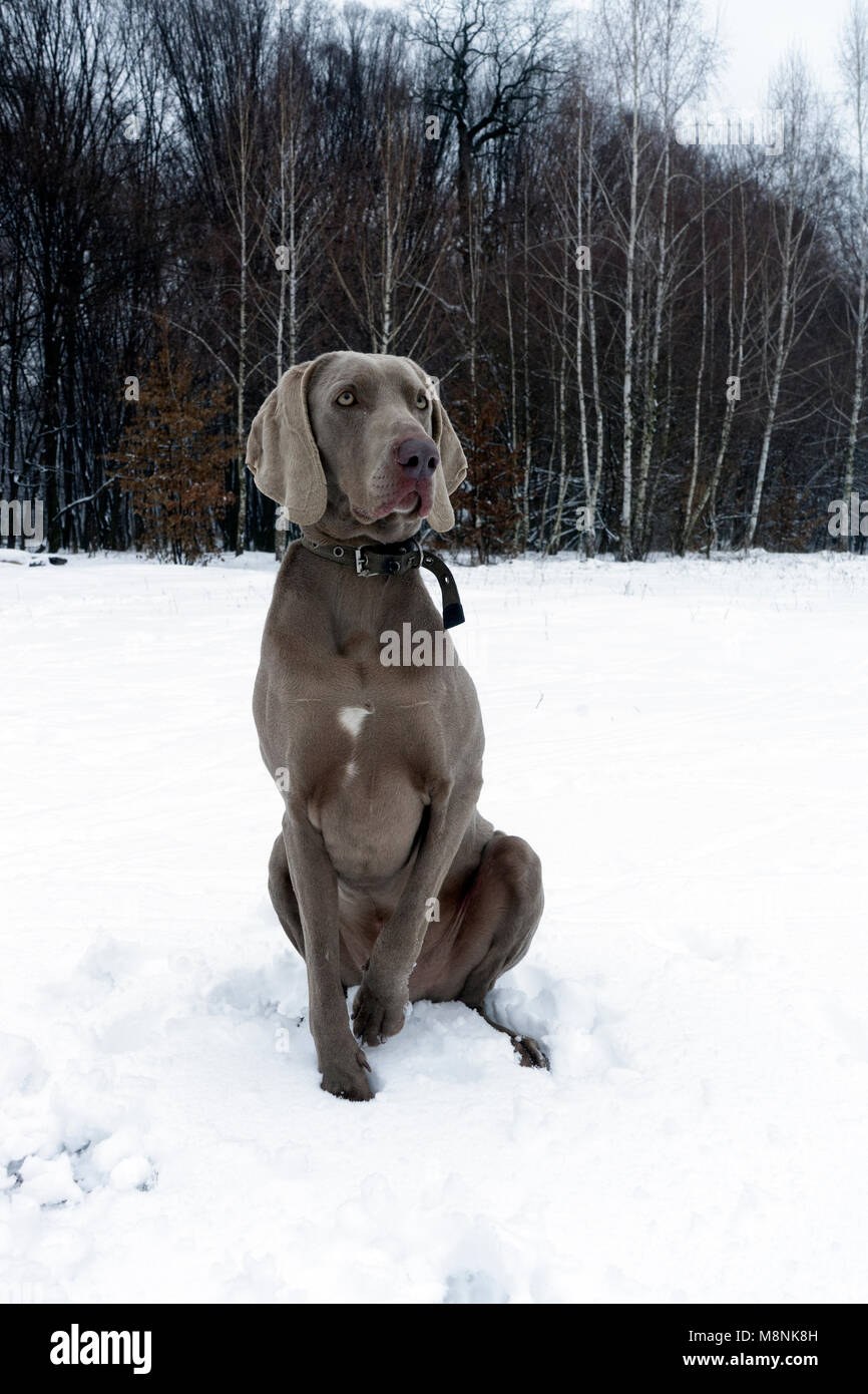 Weimeraner dog studio hi-res stock photography and images - Alamy