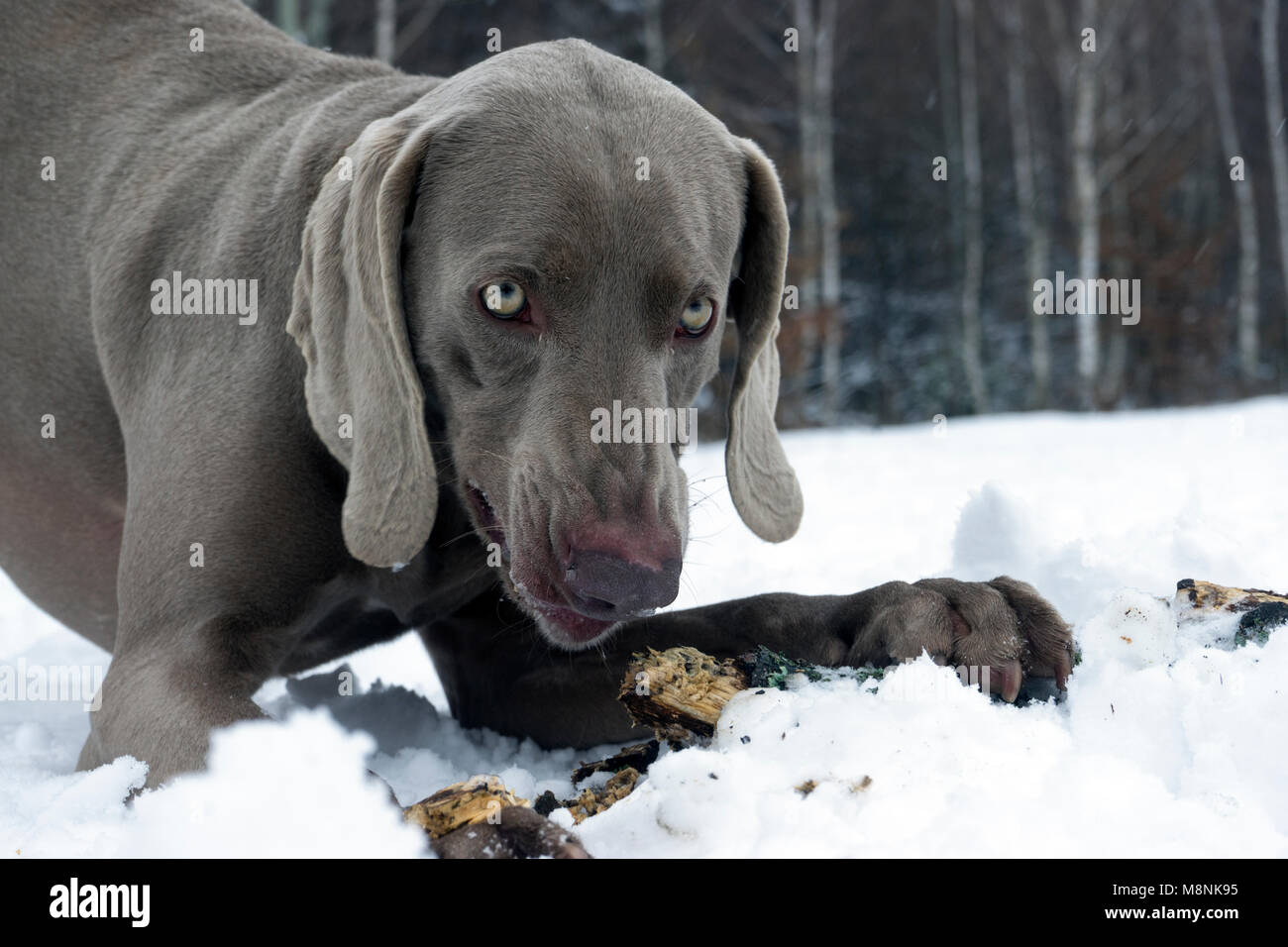Angry female dog hi-res stock photography and images - Alamy
