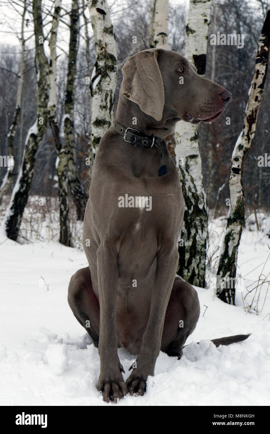 Weimeraner dog studio hi-res stock photography and images - Alamy