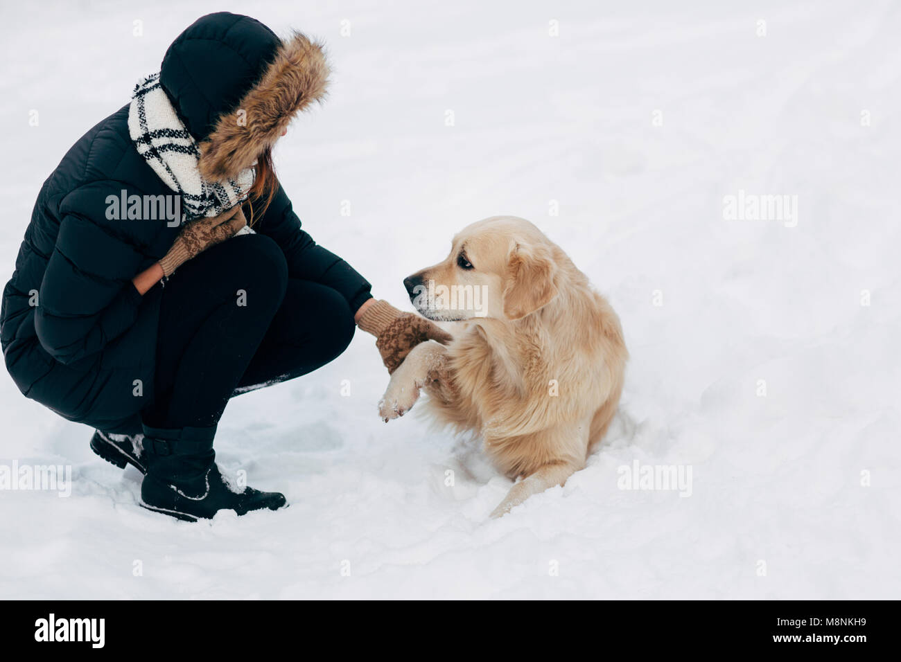 Image of labrador giving paw to girl in winter park Stock Photo - Alamy