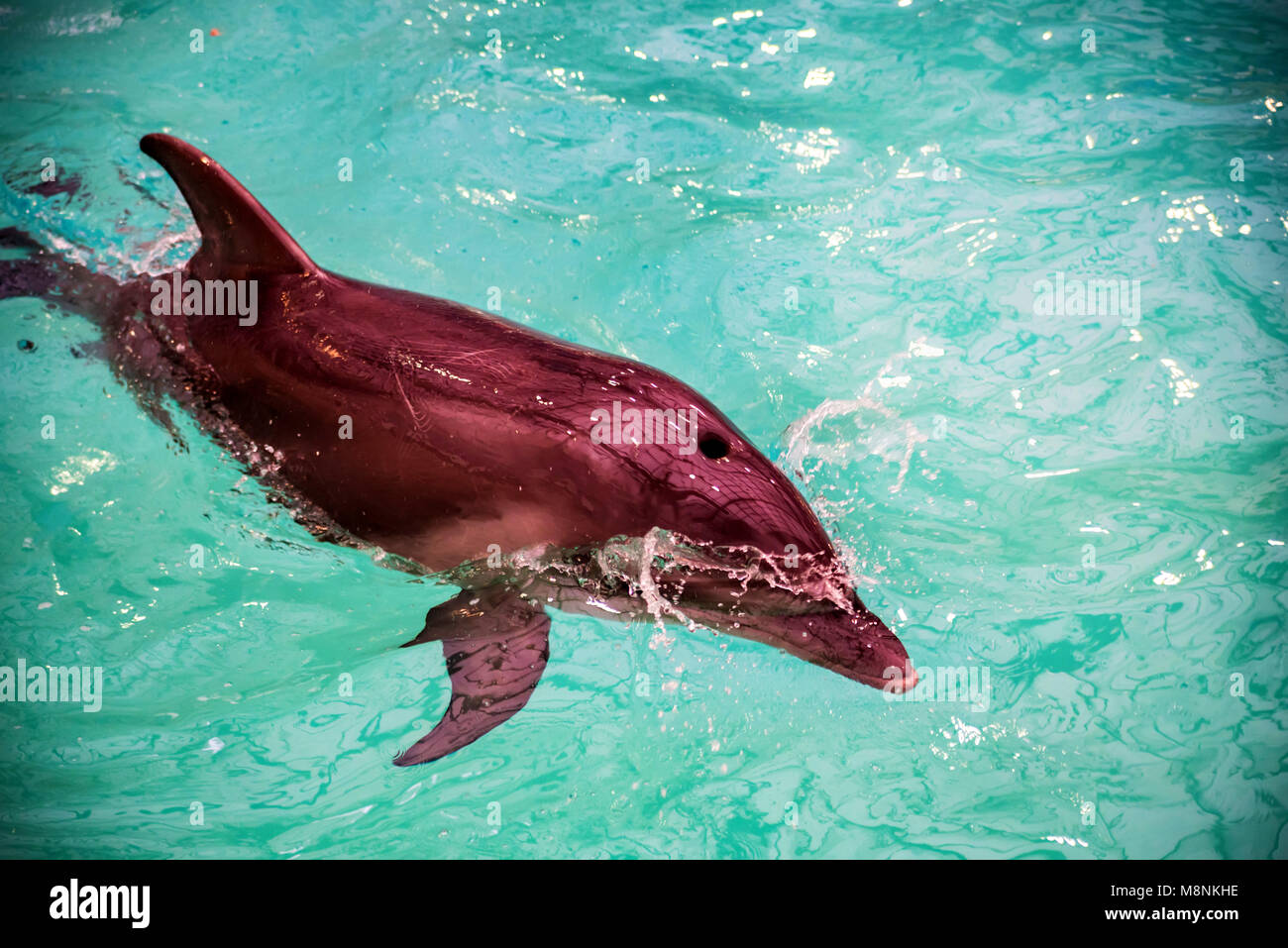 Cute dolphin in pool in dolphinarium Stock Photo - Alamy