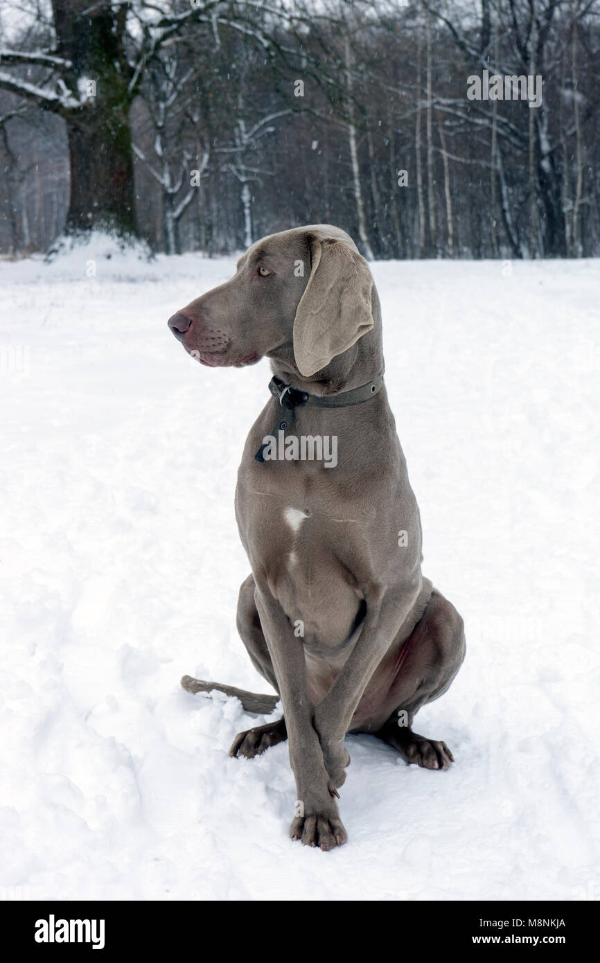 Male weimaraner hi-res stock photography and images - Alamy