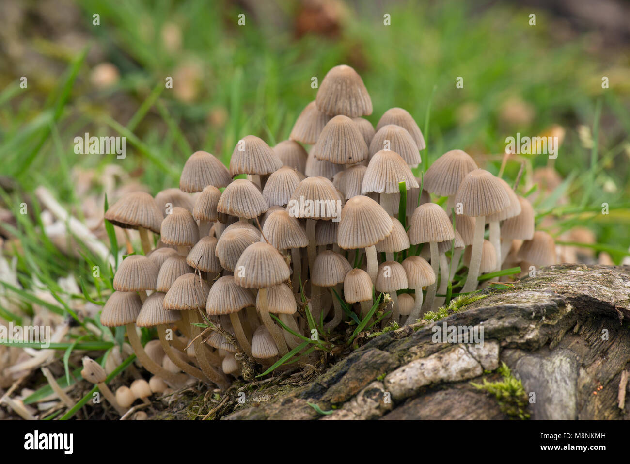 Mycena inclinata fungi. Also known as Clustered Bonnet or the Oak Stump ...