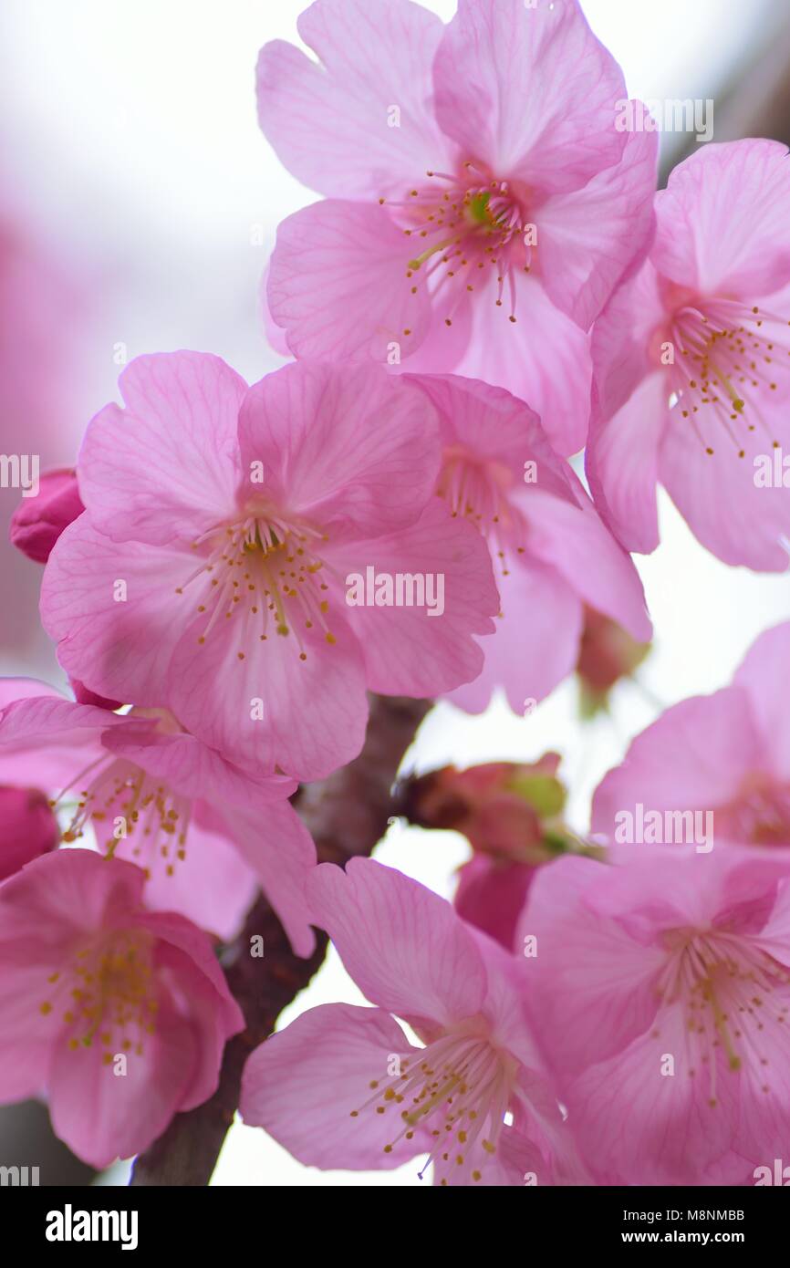 Macro texture of Japanese Pink Cherry Blossoms Stock Photo - Alamy