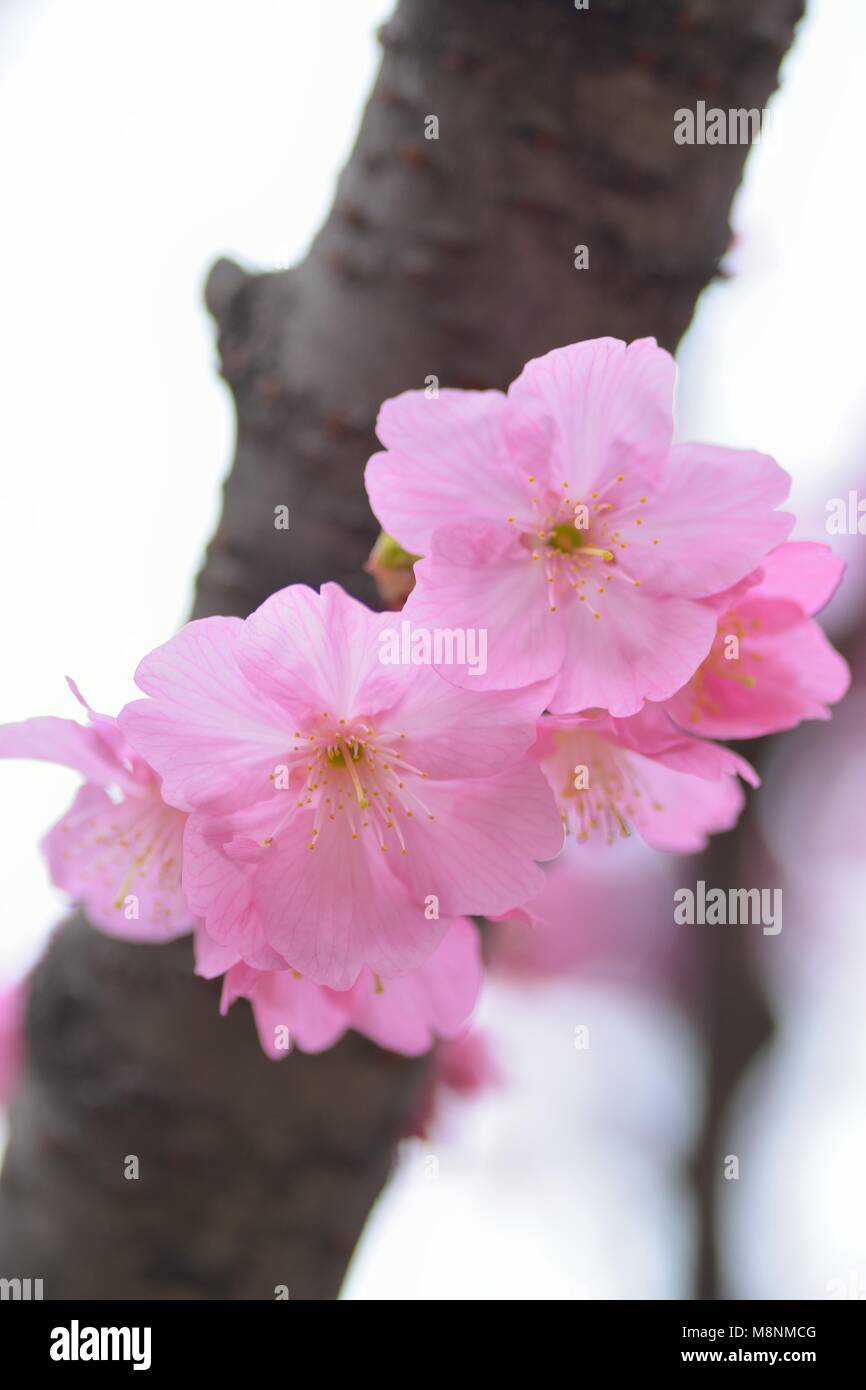 Macro texture of Japanese Pink Cherry Blossoms Stock Photo - Alamy
