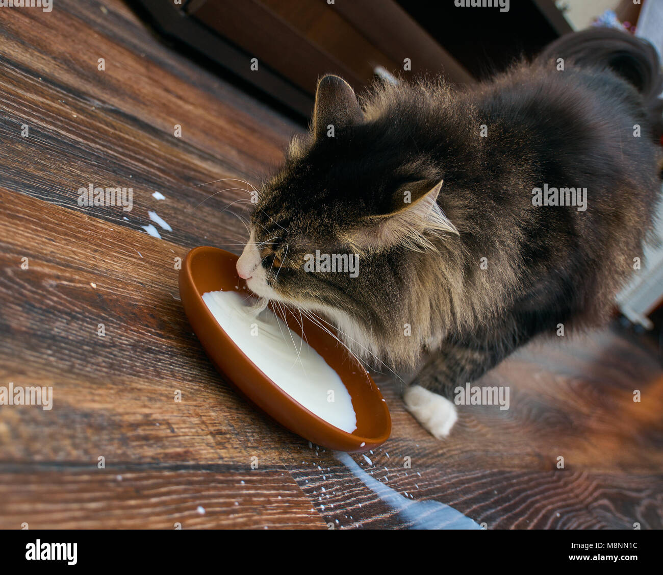 adult cat drinking saucer full of milk Stock Photo - Alamy