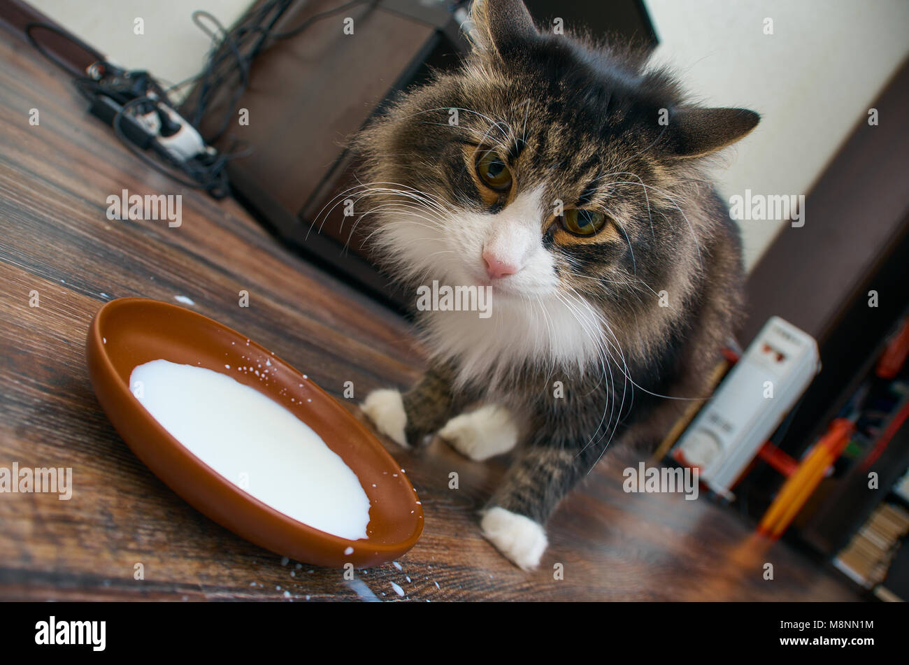 adult cat drinking saucer full of milk Stock Photo - Alamy