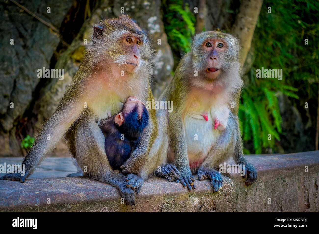 Close up of two female monkeys macaques crab-eaters one mom with his ...