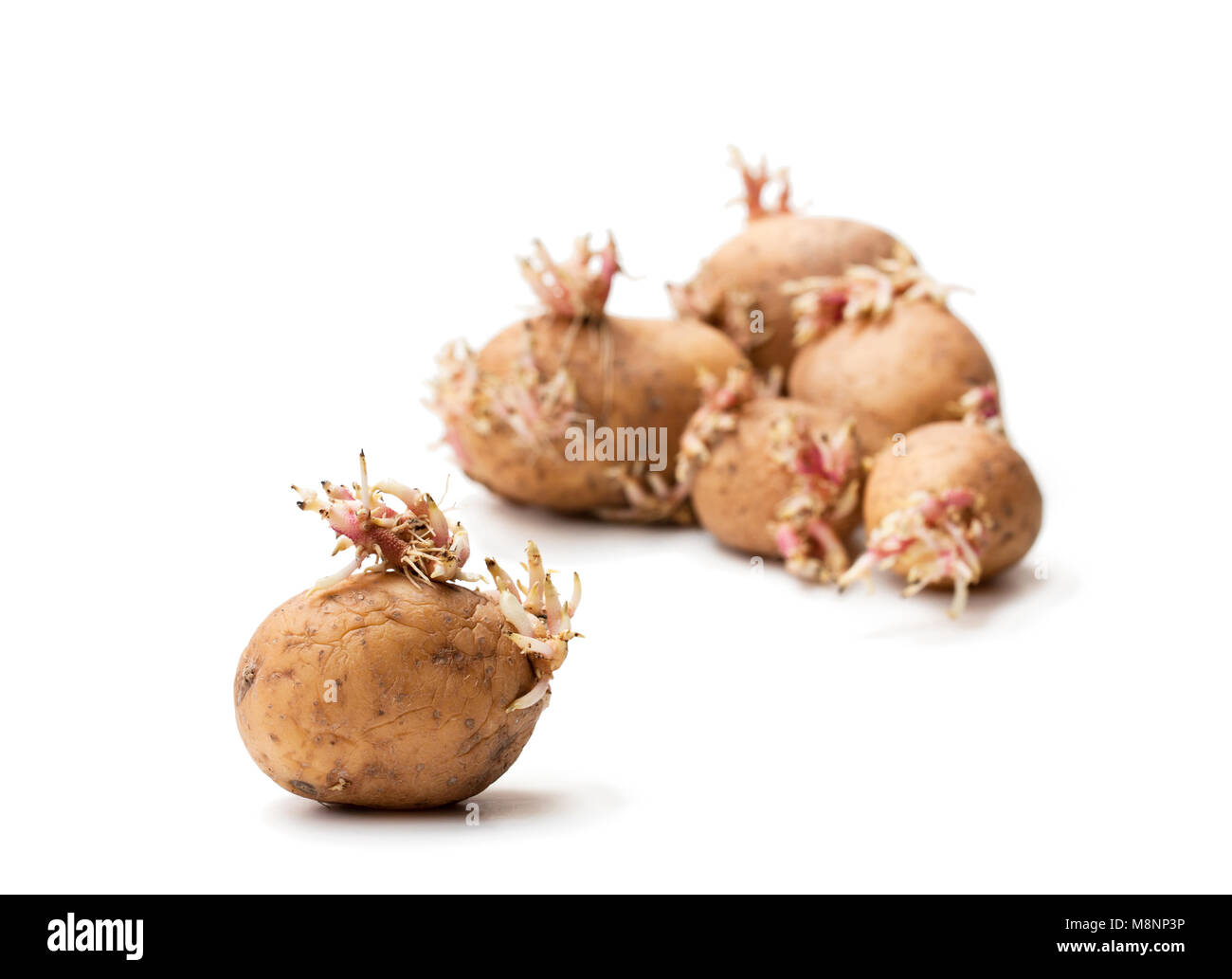 Potatoes growing sprouts Cut Out Stock Images & Pictures - Alamy