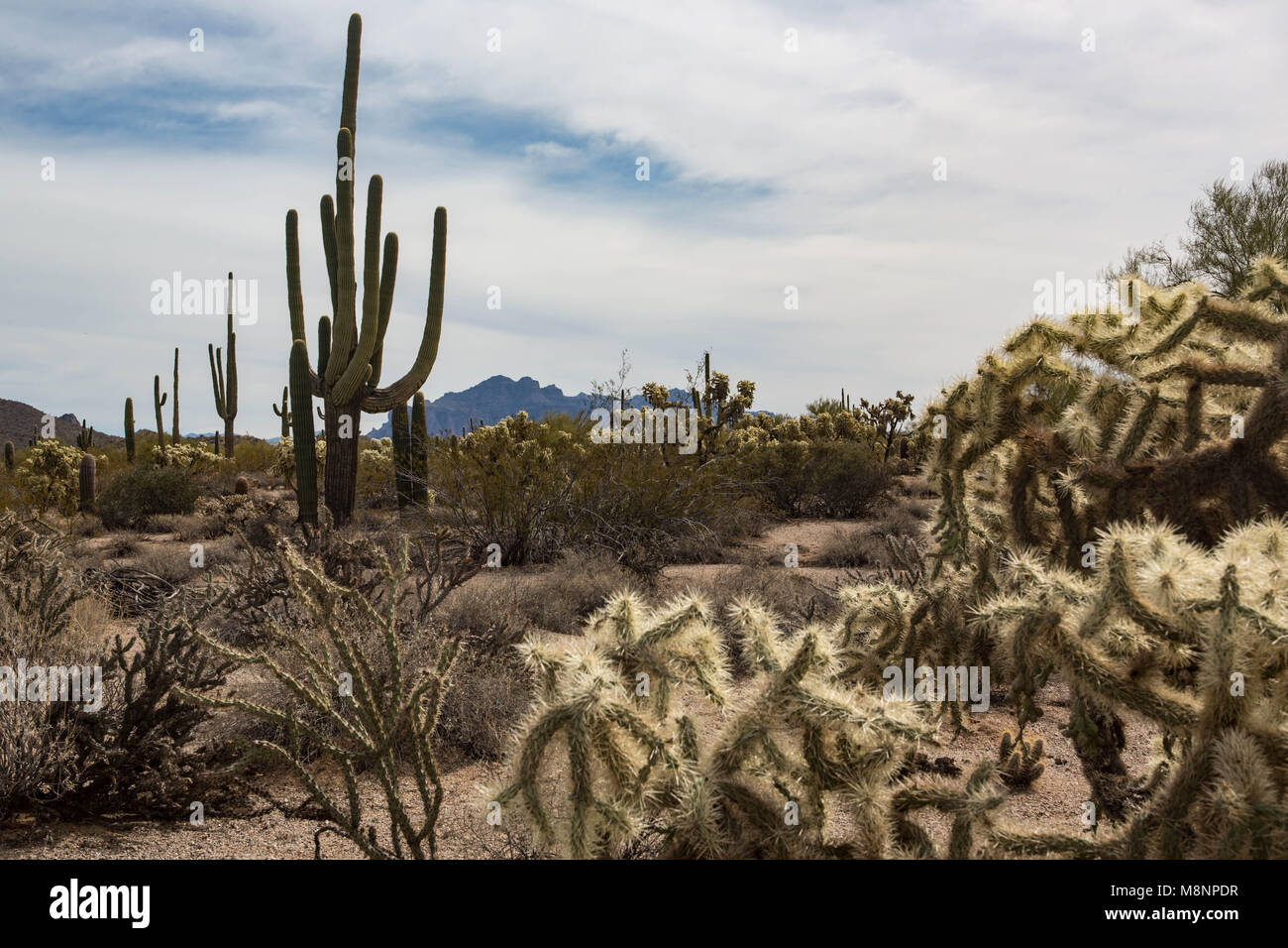 Saguaro trees Stock Photo - Alamy