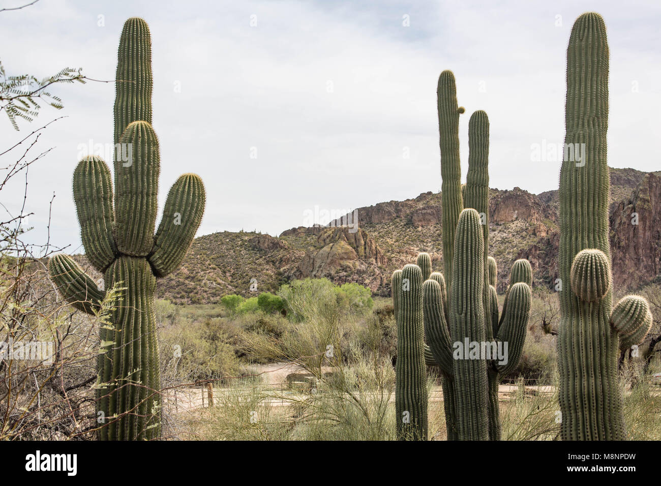 Usery Mountain Regional Park Stock Photos & Usery Mountain Regional ...