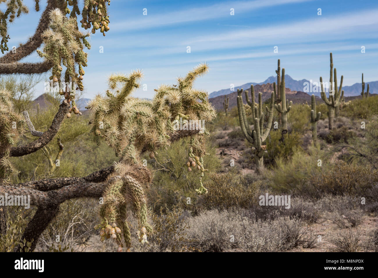 Saguaro trees Stock Photo - Alamy