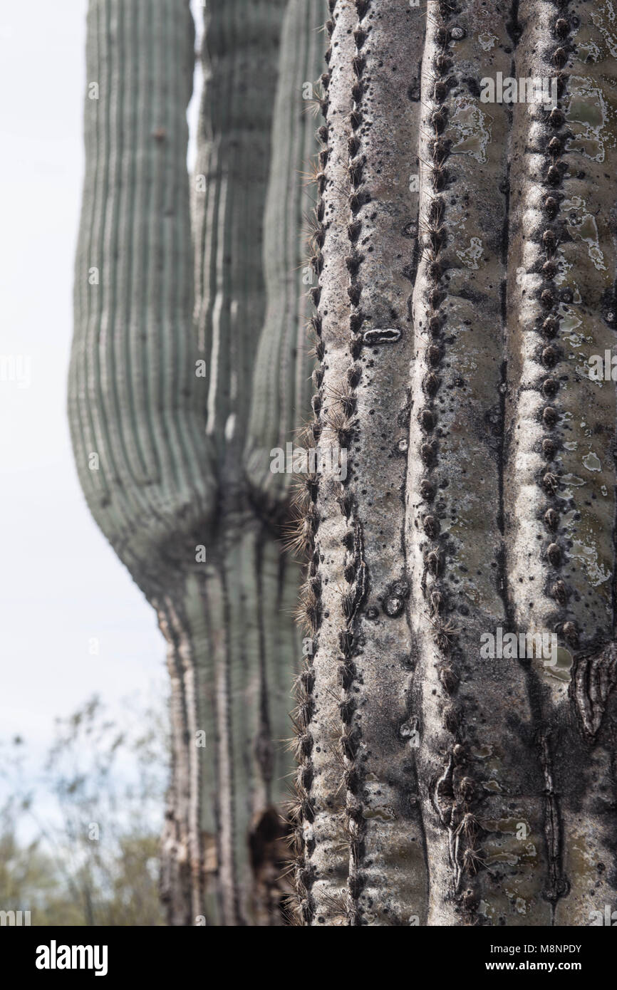 Saguaro trees hi-res stock photography and images - Alamy