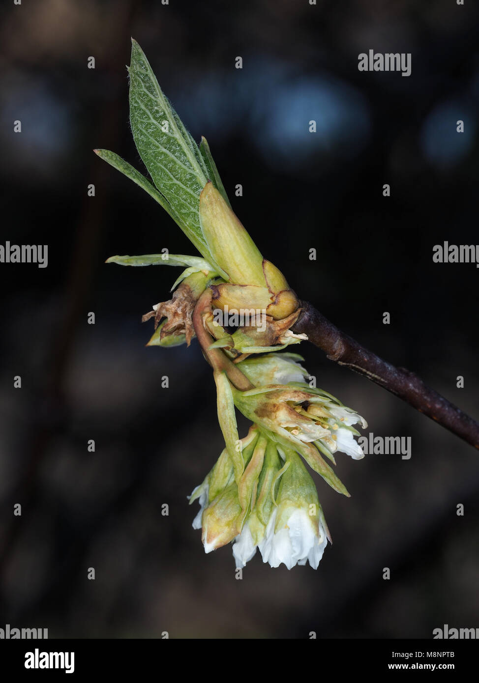 Leave and flower buds in spring Stock Photo - Alamy
