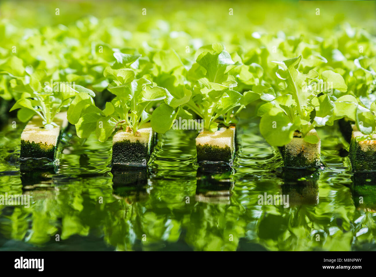 Young vegetables growing on water tray in control system, hydroponics ...