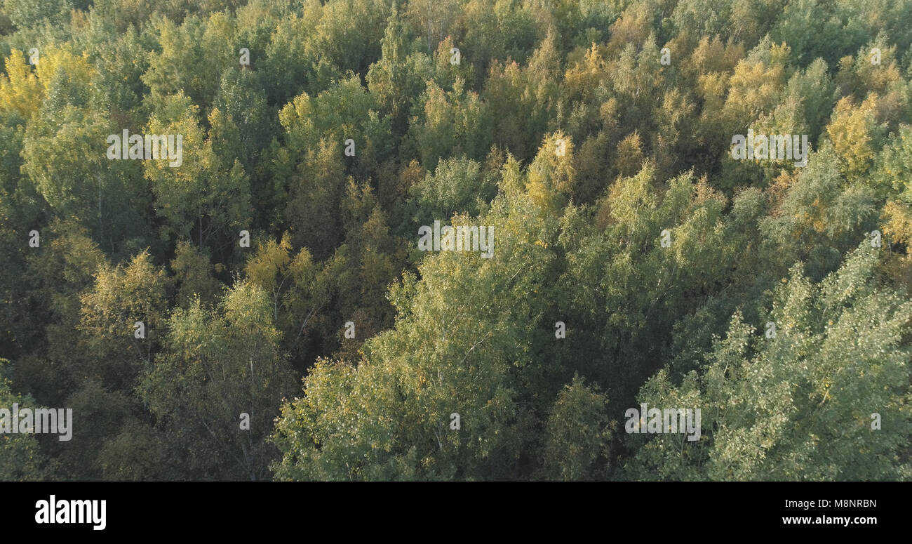 Helicopter over forest sunset hi-res stock photography and images - Alamy