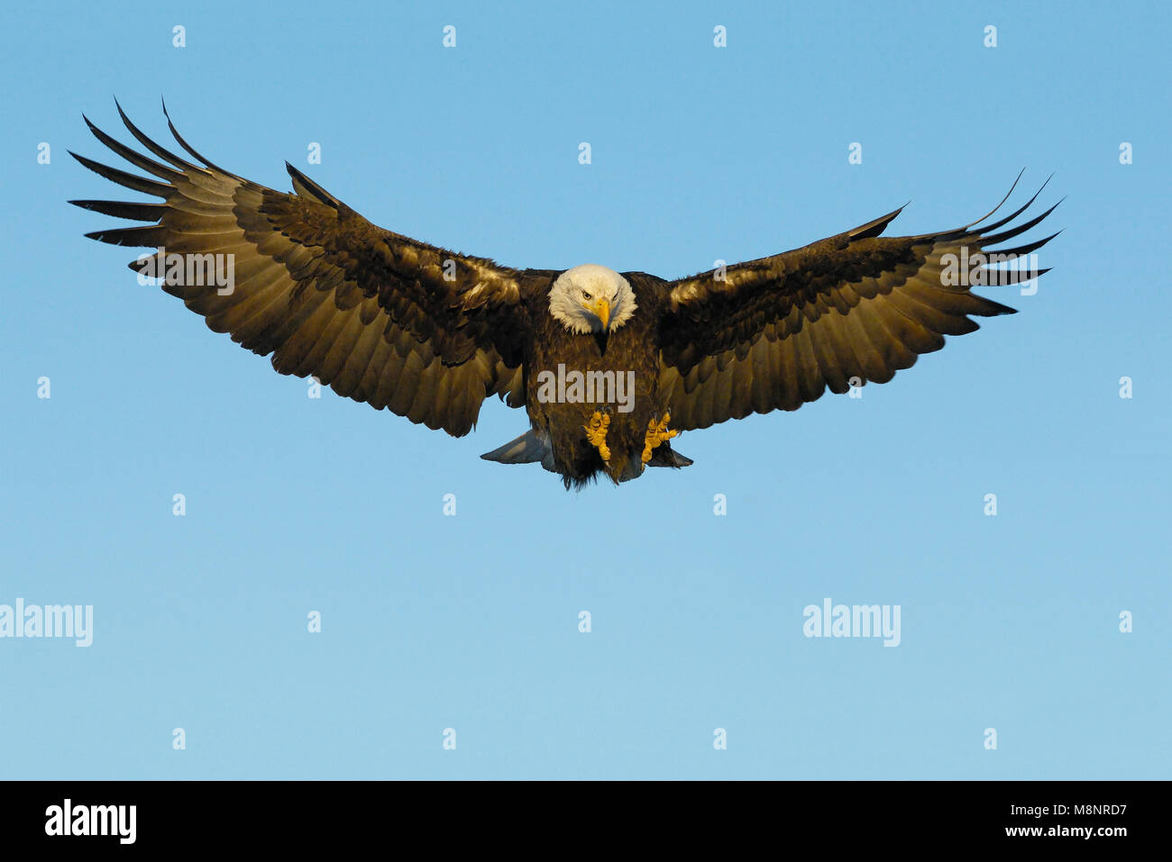 Bald Eagle in flight. Frontal shot. Blue sky in background Stock Photo ...