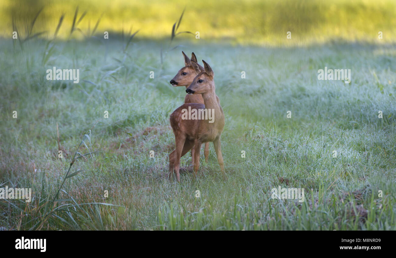 Two spotted fawns, roe deer kids, early morning in high grasses full of ...