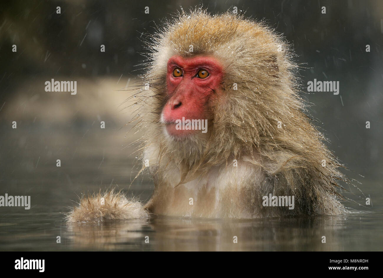 Portrait of a Japanese Macaque aka Snow Monkey Stock Photo - Alamy